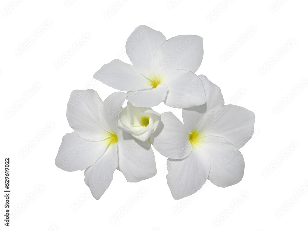 Bunch of frangipani fragrant flowers isolated transparent png. Plumeria ...