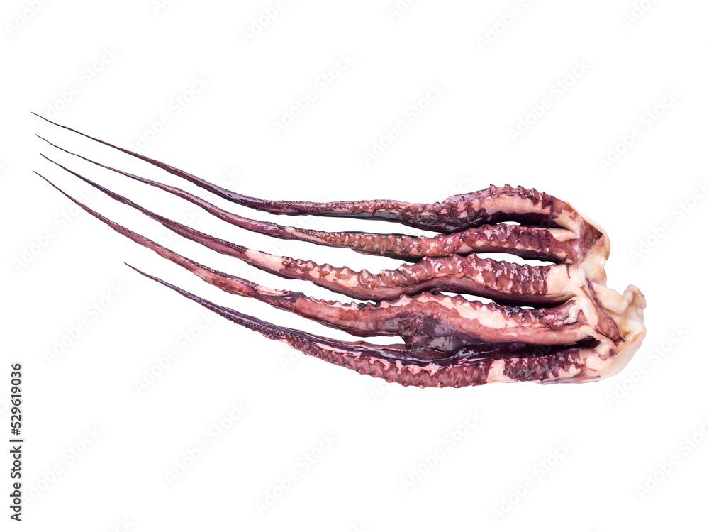 Poster Jumbo flying squid arms isolated transparent png – Wall Art ...