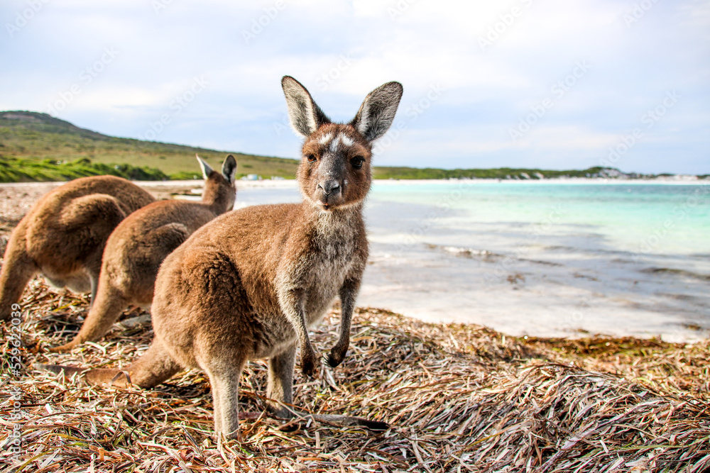 kangaroo on the beach Stock Photo | Adobe Stock