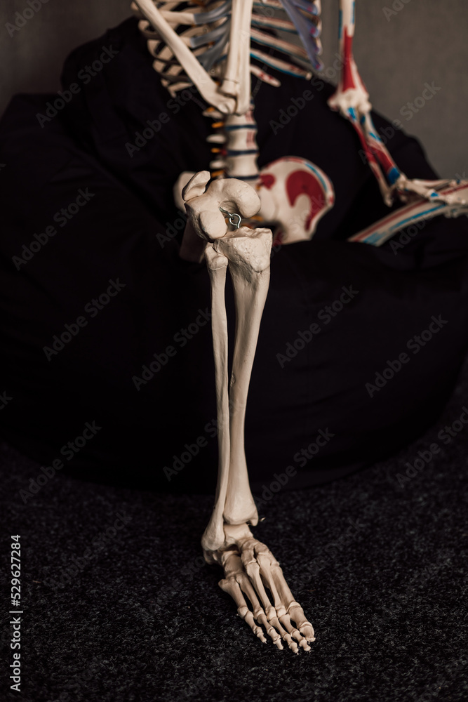 Knee joint on the skeleton. Sample for studying the structure of the ...
