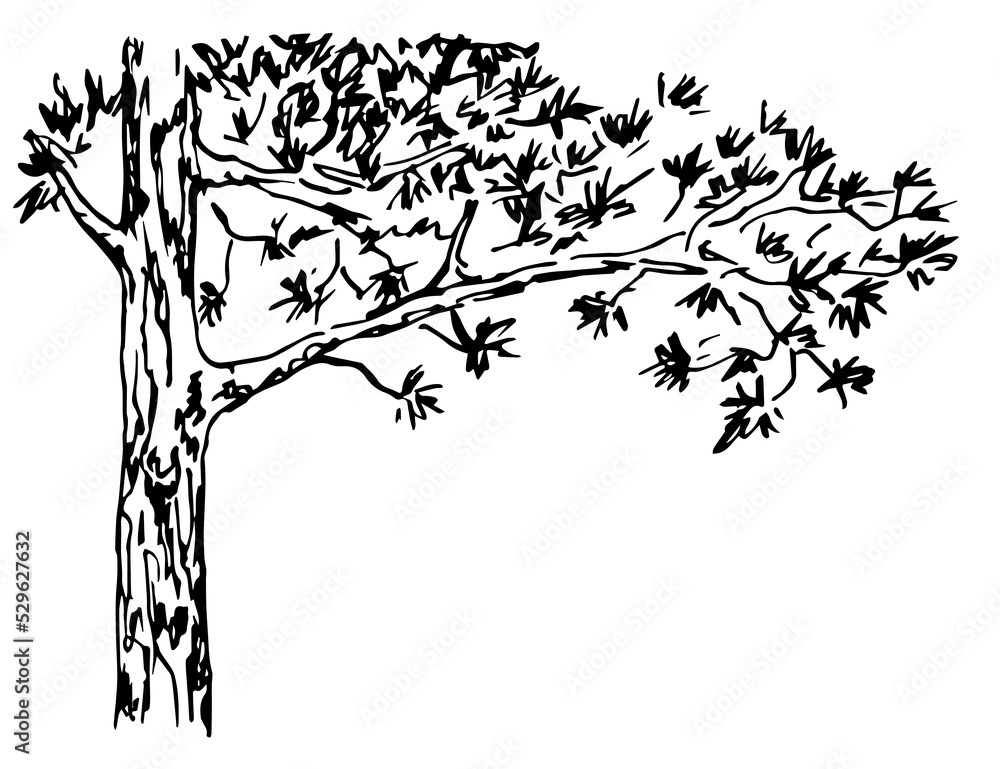 Simple Tree Branch Outline