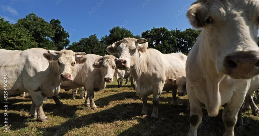 Charolais cattle. The Charolais is the second-most numerous cattle ...
