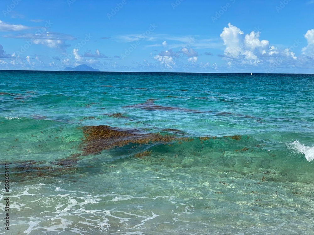 sargassum seaweed in the Caribbean Stock Photo | Adobe Stock
