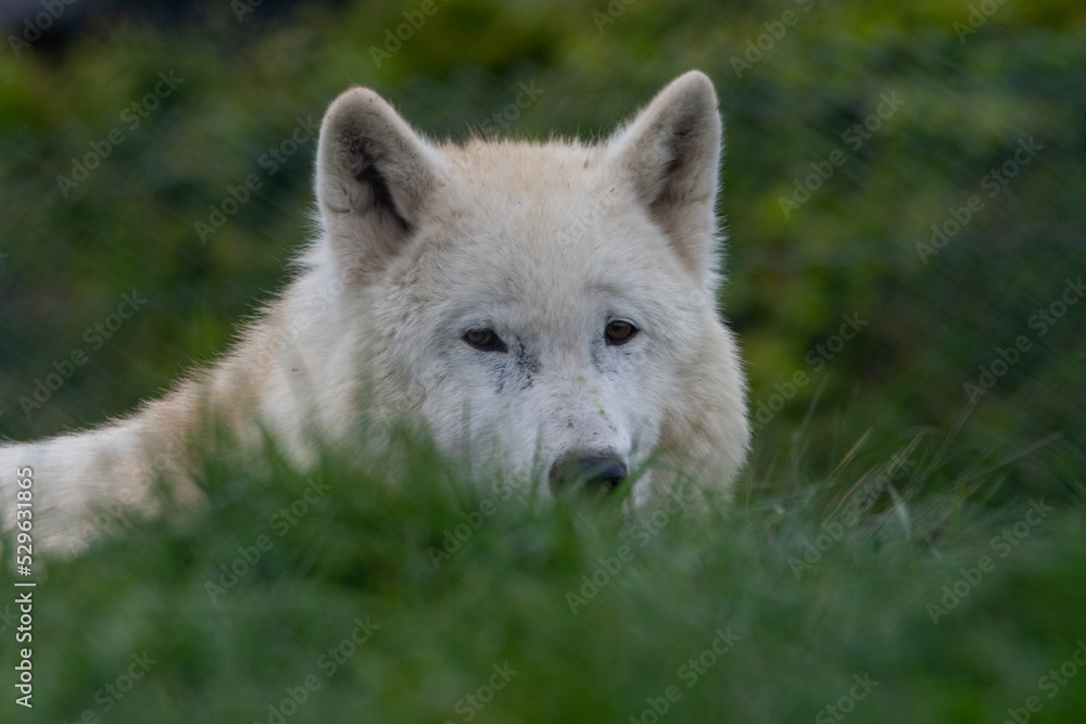 Hudson Bay wolf (subspecies of grey wolf) in captivity at Woodside ...