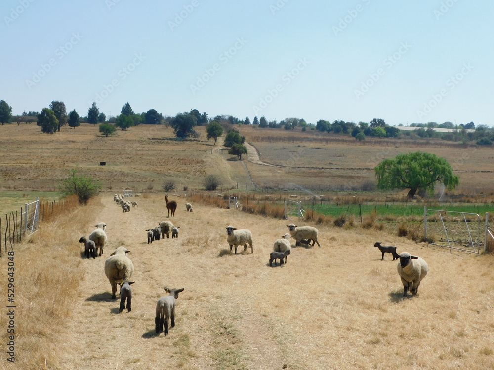 A herd of Hampshire Down Ewe Sheep and their cute little Lambs walking ...