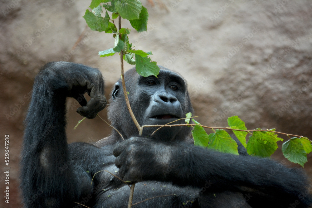 Gorilla eats and looks. Gorilla eyes. Gorilla close-up. Gorilla look ...