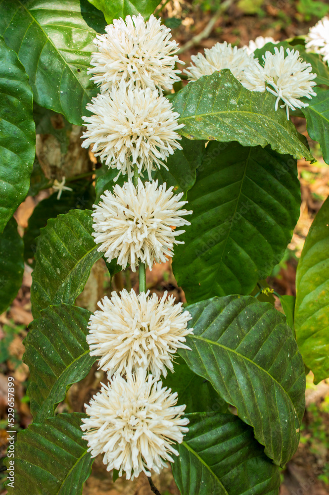 Coffee flowers in its plant forming a beautiful background Stock Photo ...
