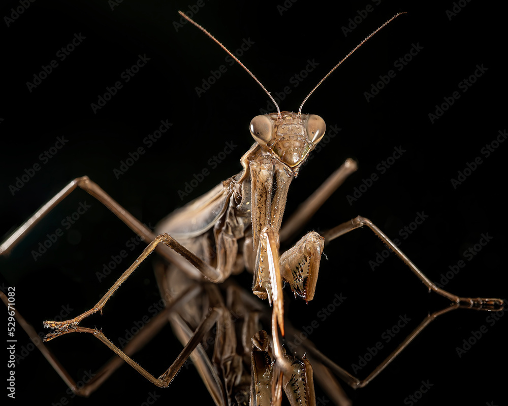 Female European Mantis or Praying Mantis, Mantis religiosa, in front of ...