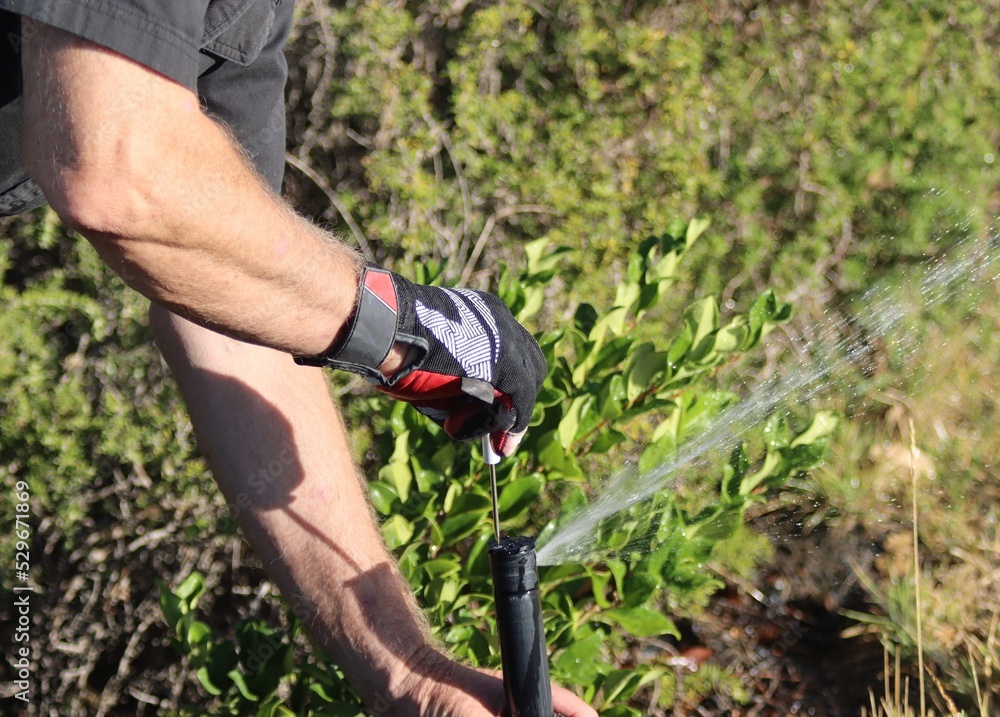 Man gardener worker adjusting water sprinkler irrigation with two hands ...
