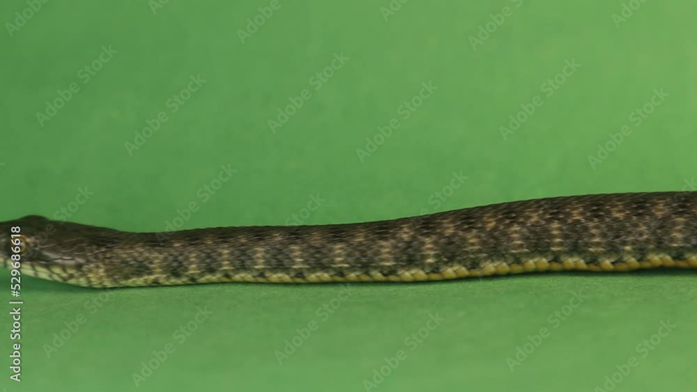 Snake crawling isolated on green background. Dice snakes stretch out ...