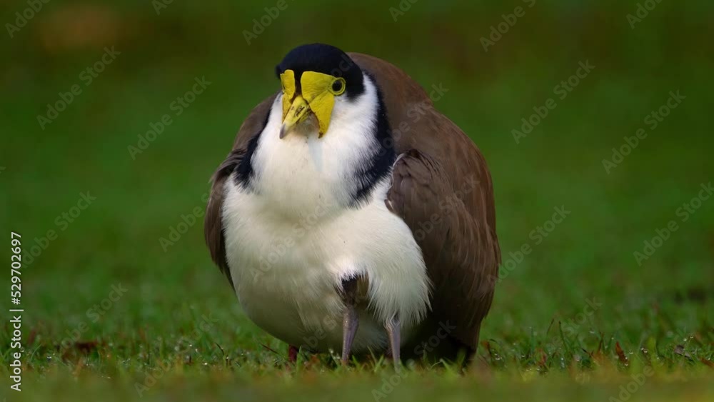 Vanellus miles - Masked Lapwing, wader from Australia and New Zealand ...