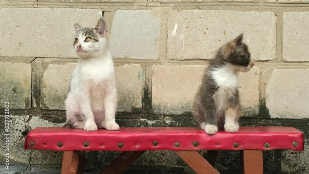Two little pretty kittens are sitting together on a bench. Portrait of ...