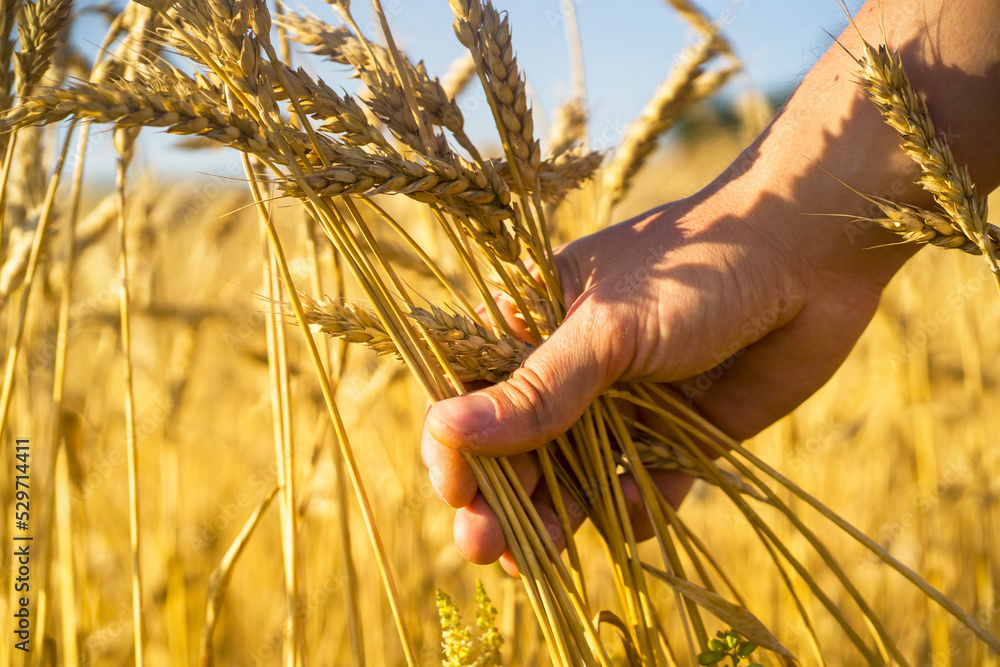 The farmer carefully checks the quality of the crop. Stock Photo ...