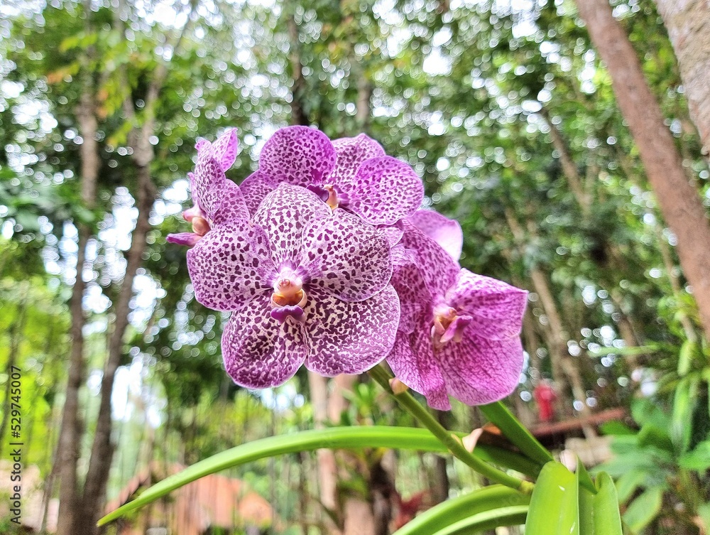 Vanda is the name of a genus of orchids. It has long inflorescences ...