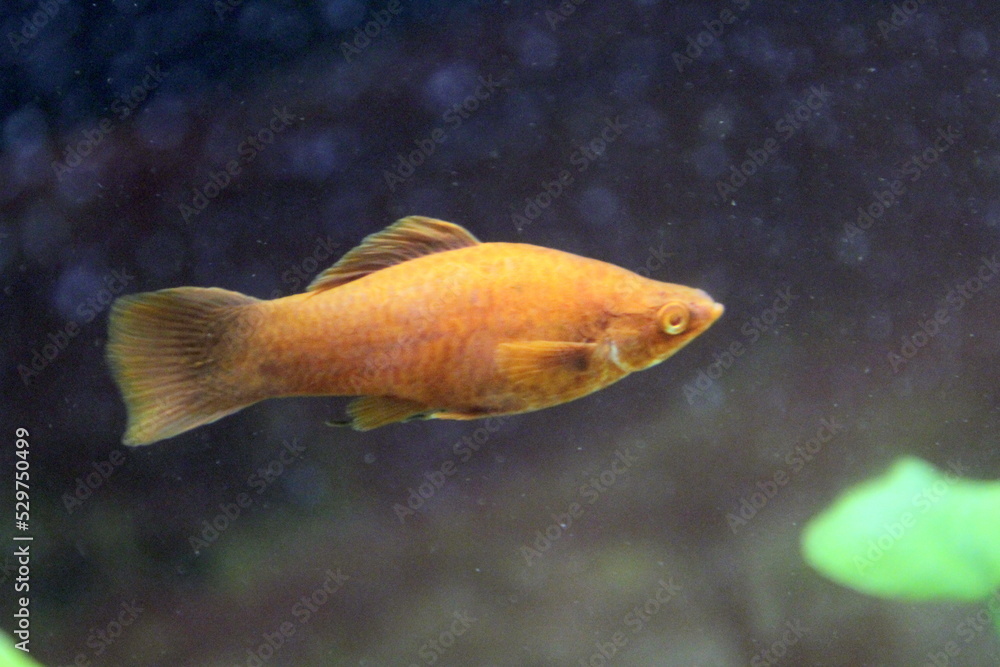 Poecilia sphenops red molly in the aquarium Stock-Foto | Adobe Stock