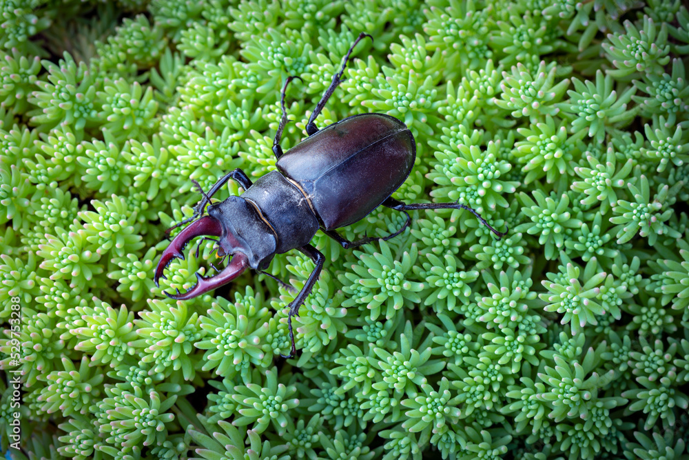Lucanus cervus, the European stag beetle, is one of the best-known ...