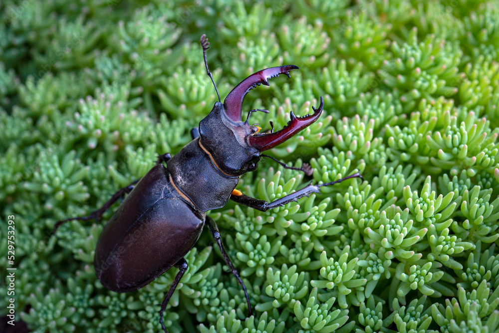 Lucanus cervus, the European stag beetle, is one of the best-known ...