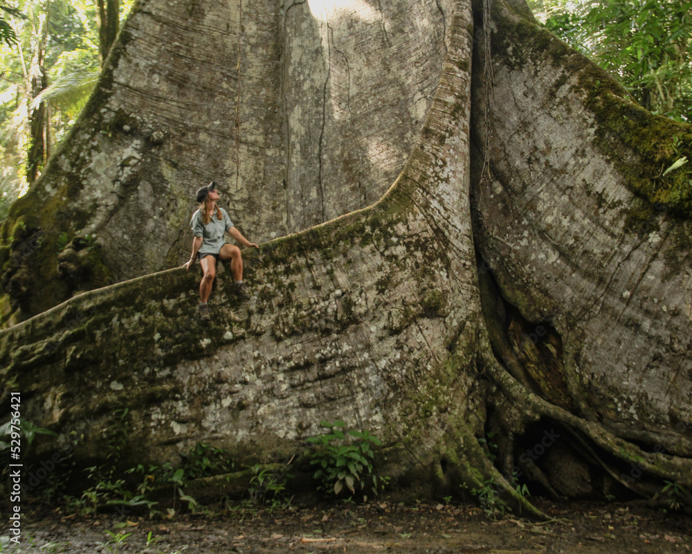 Mulher sentada na raíz de sumaúma gigante em Afuá, Pará. Monumento ...