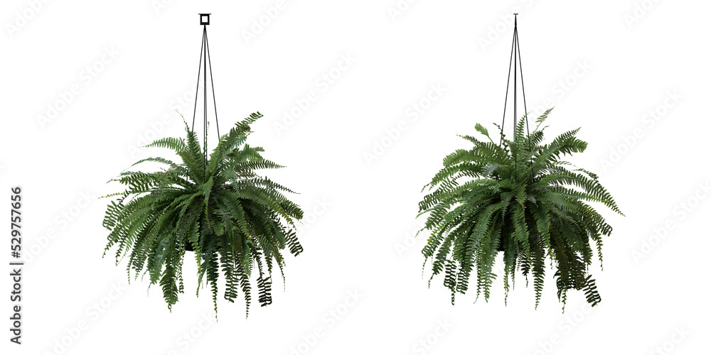 Tuberous Sword Fern in a plant pot isolated on transparent background ...