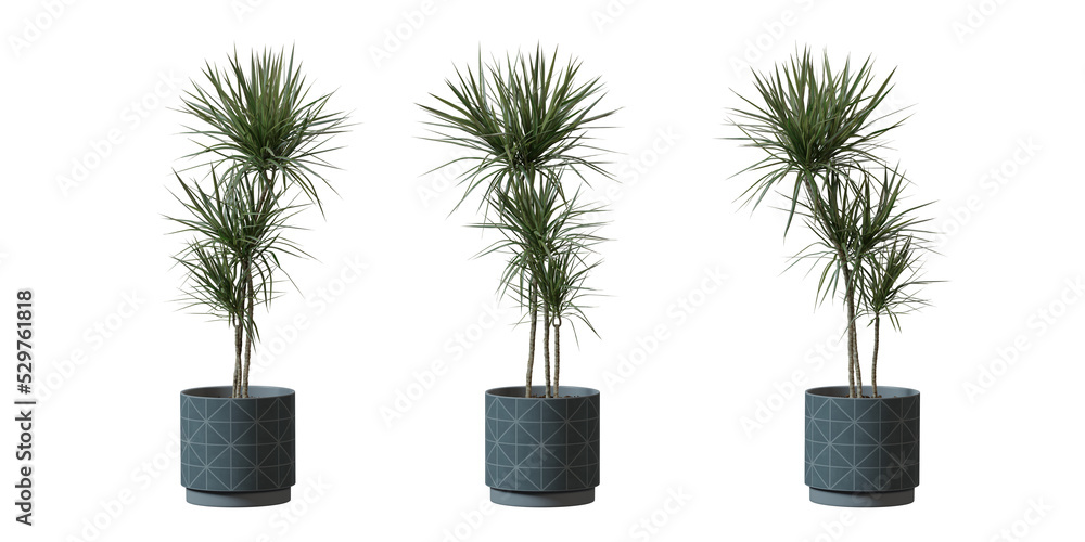 Dragon Tree in a plant pot isolated on transparent background, minimal ...