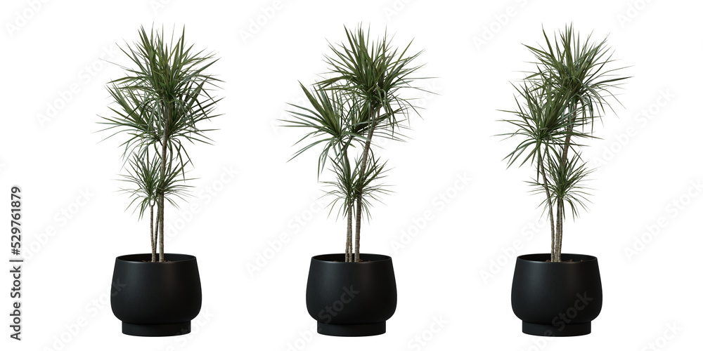Dragon Tree in a plant pot isolated on transparent background, minimal ...