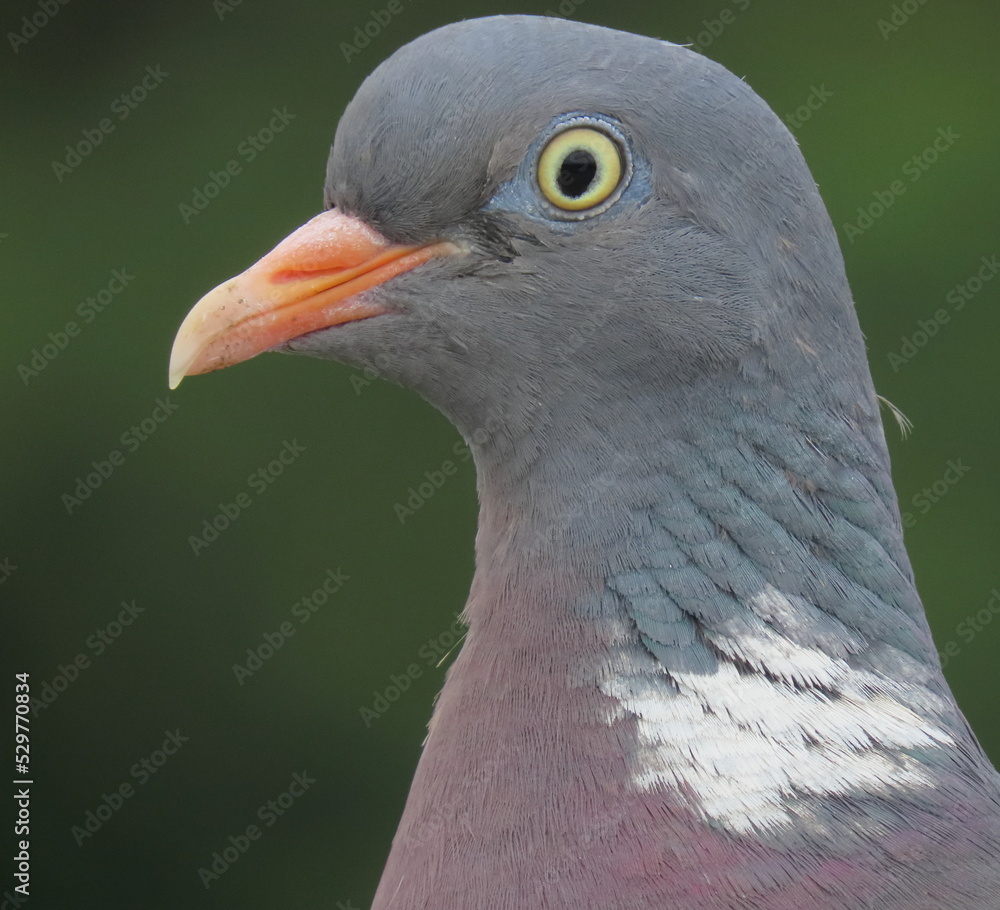 Common wood pigeon (Columba palumbus) super close-up eye level portrait ...