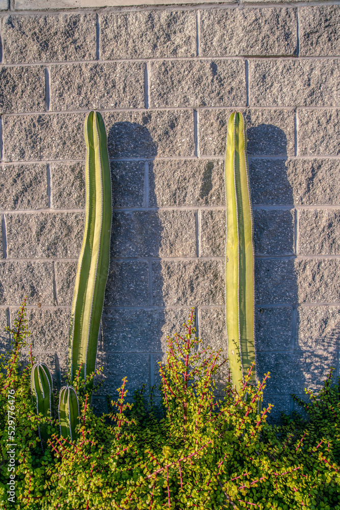 Columnar cacti on a planter near the stone wall- Phoenix, Arizona Stock ...