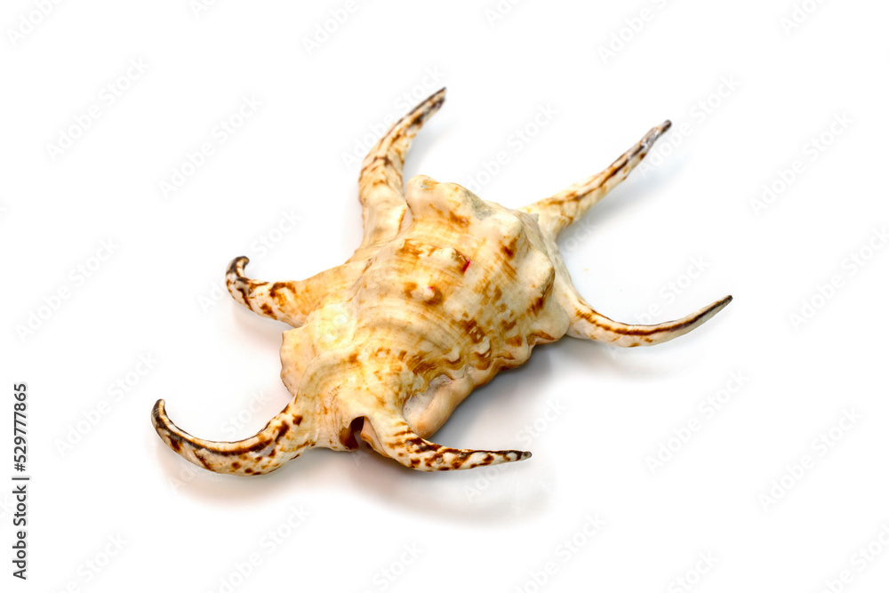 Image of lambis chiragra (Harpago chiragra) sea shell is in the family ...