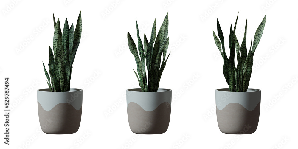 Snake Plant in a plant pot isolated on transparent background, minimal ...