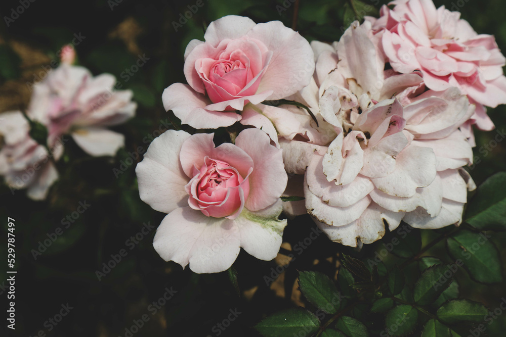 Purple roses are in bloom. Purple roses represent charm, splendor ...