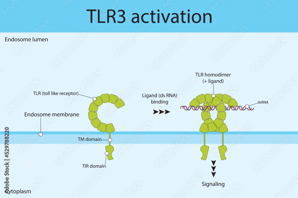 Diagram of TLR3 activation - ligand (double stranded RNA) binding, dimerization and signaling ...