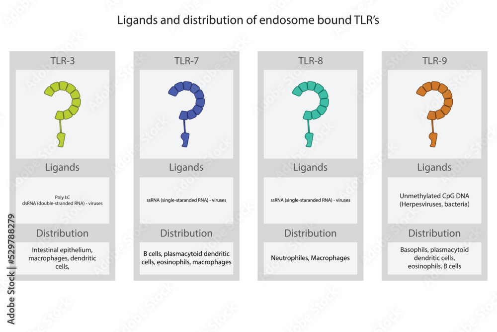 Table of ligand and locations of cellular endosome bound TLR's (toll ...