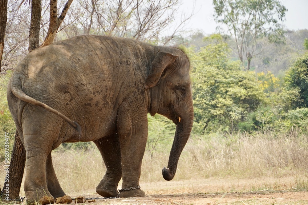 Indian elephant standing alone below the shadow of tree trunk. Elephant ...