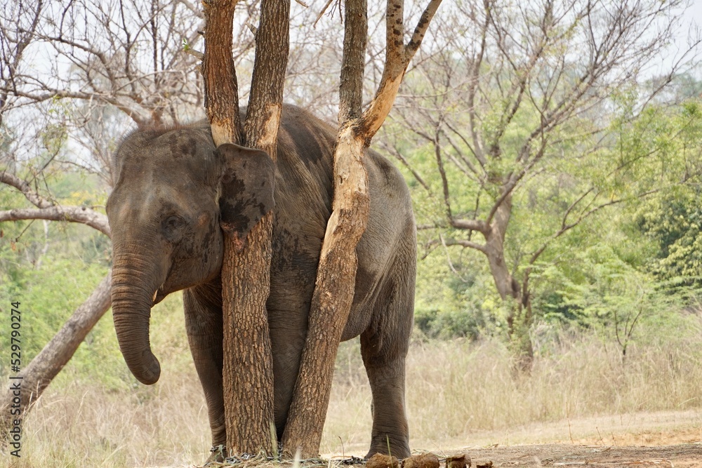 Indian elephant standing alone below the shadow of tree trunk. Elephant ...
