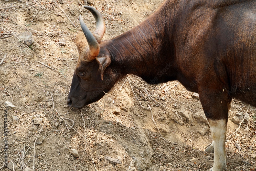 Indian Gaur, Bison, Buffalo grazing in the muddy outdoor field at ...