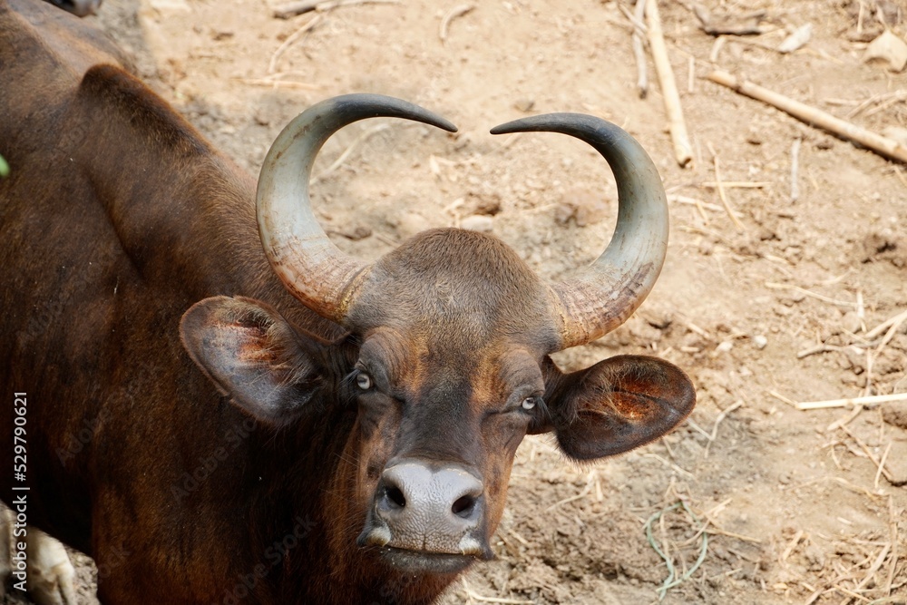 Indian Gaur, Bison, Buffalo grazing in the muddy outdoor field at ...