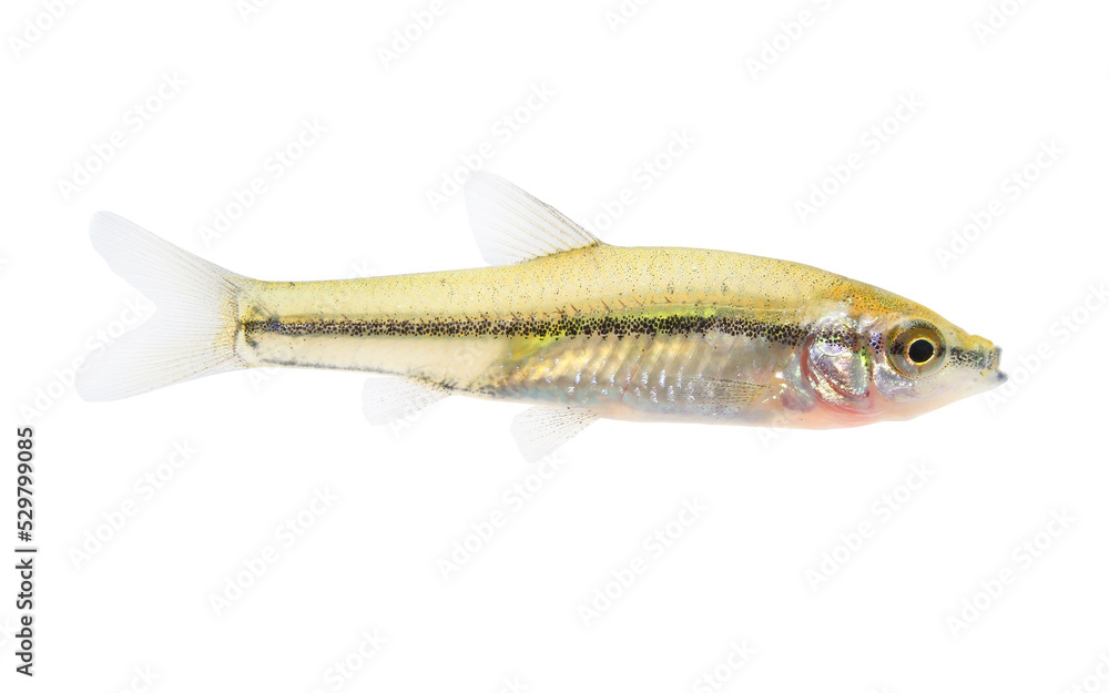 Poster Pest fish The Stone Moroko - Pseudorasbora Parva or Topmouth ...