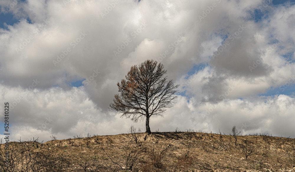 solitary black, dry, dead tree burned by fire from fires in summer due ...