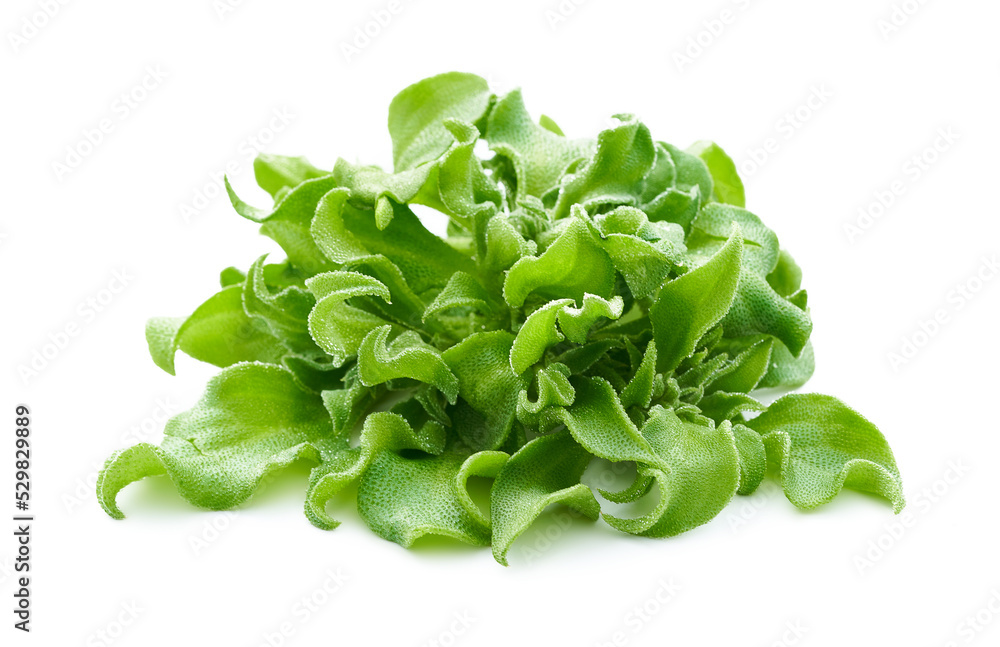 crystalline ice plant or crystal ice plant isolated on white background ...