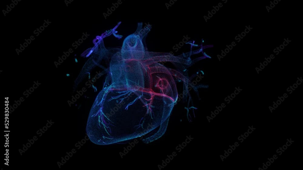Human circulatory system. Heart beat anatomy animation. Motion ...