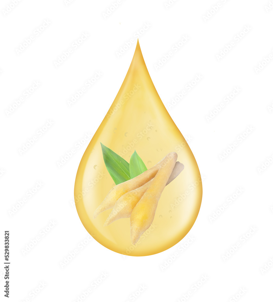 Drop of fingerroot essential oil (Chinese Ginge, Galingale, Kaempfer ...