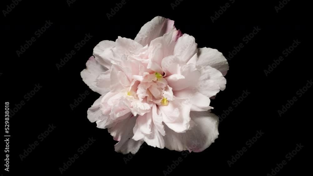 Time-lapse opening pink flower on black background. Reverse time lapse ...
