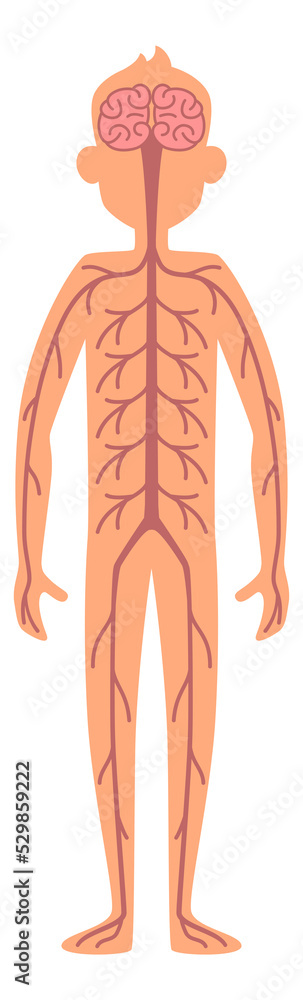 Nervous system poster. Human body anatomical model Stock Illustration ...