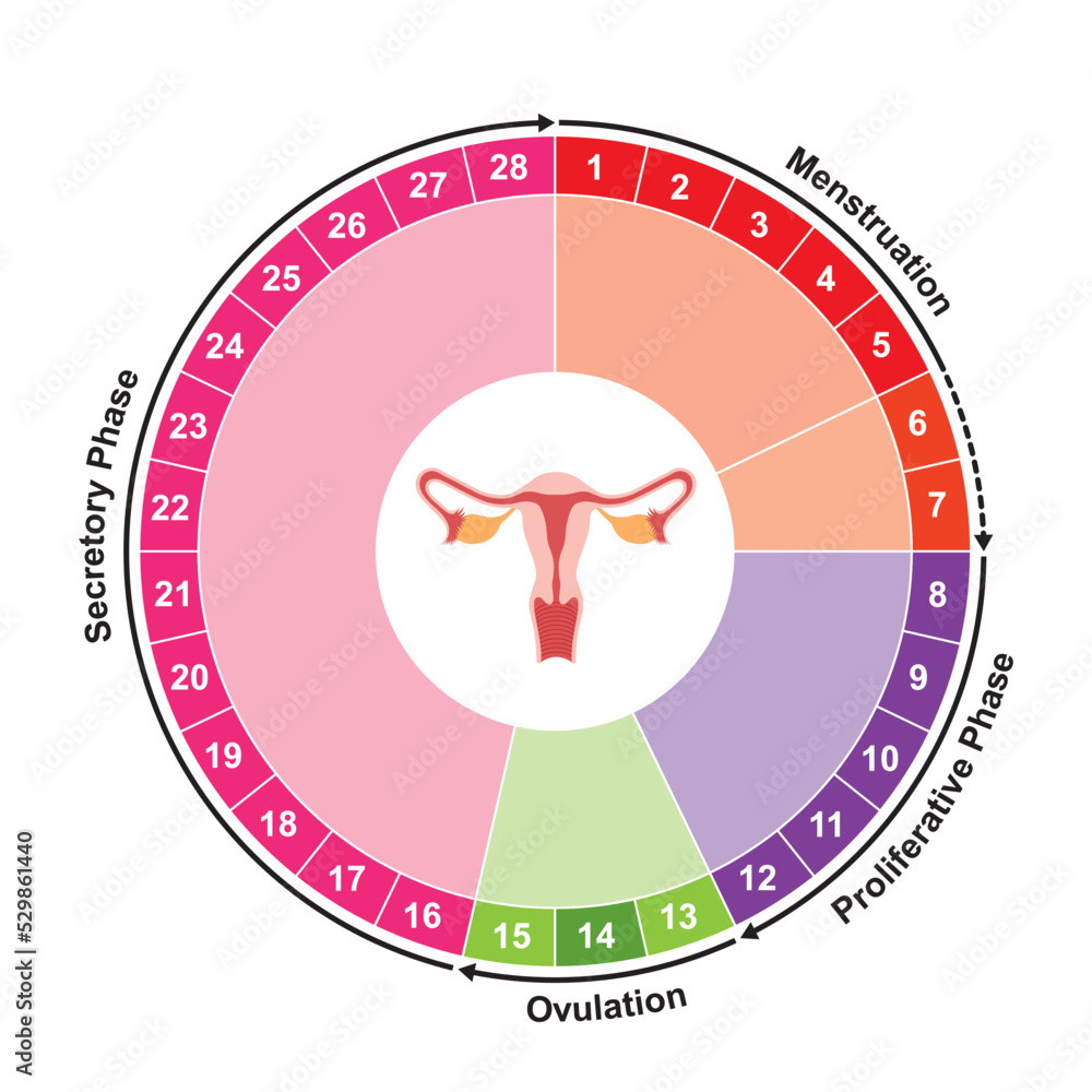 Scientific Designing of Menstrual Cycle Chart Calculator. Colorful ...