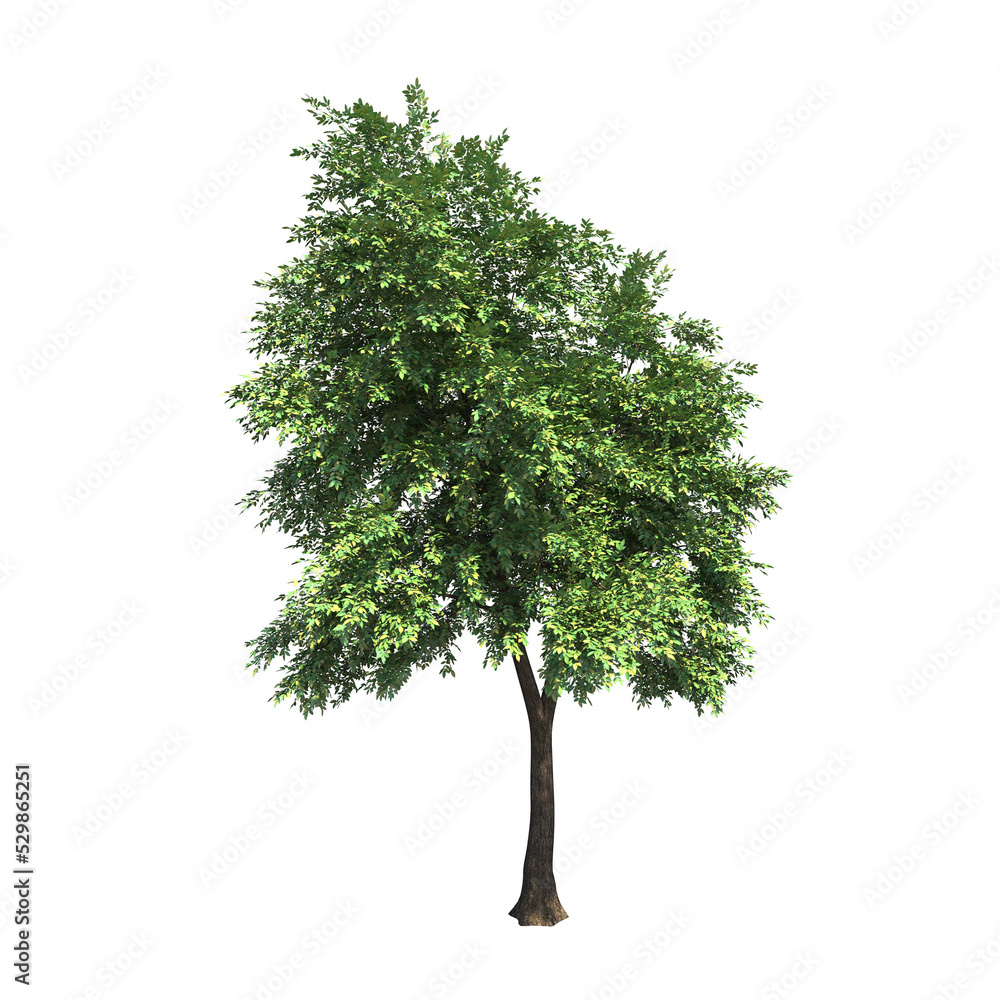 deciduous tree, isolate on a transparent background, 3d render Stock ...