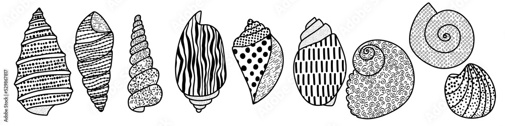 Line art sketch seashells. Vector illustration isolated from background ...