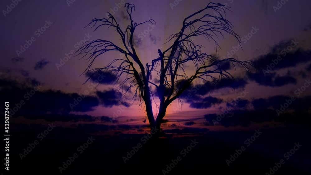 dead tree sunrise 4k Stock Video | Adobe Stock