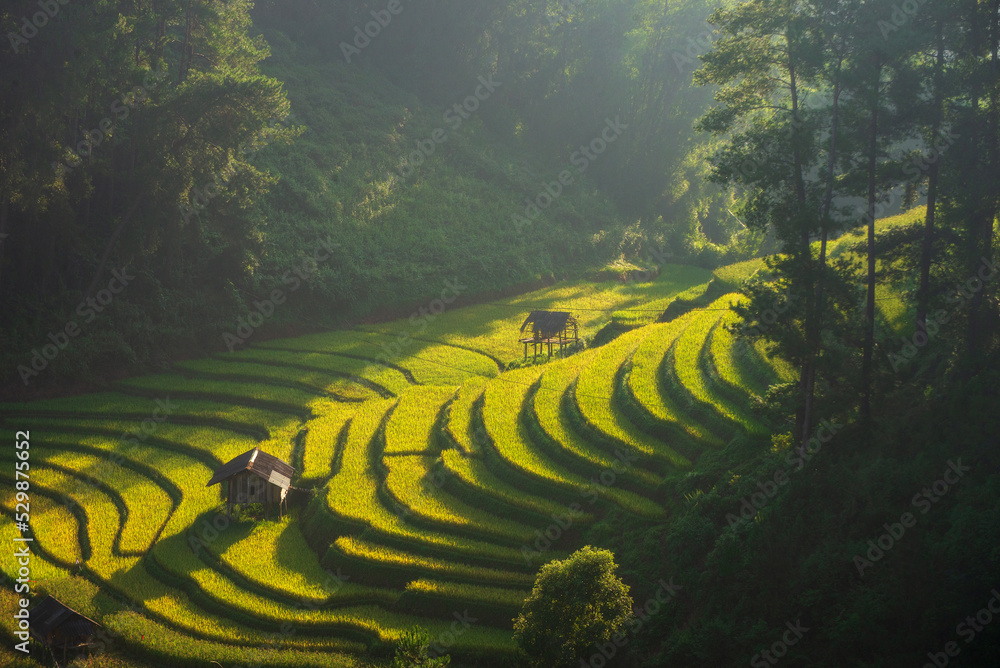 The light shines on the huts and terraced rice fields. Morning, in ...