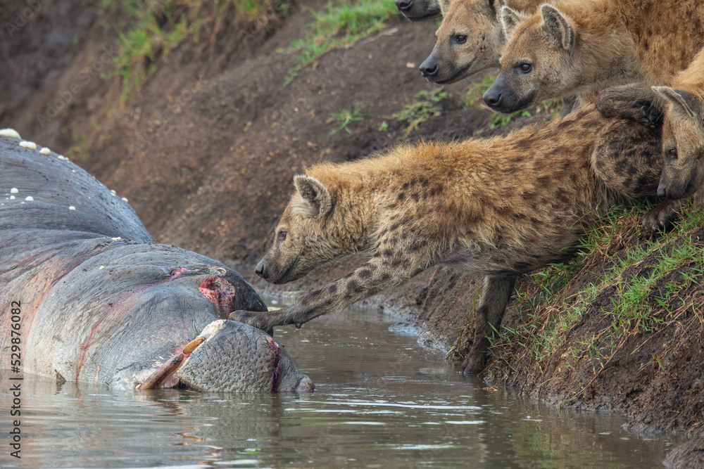 Spotted hyena pushing dead hippo in the water while clan is watching ...