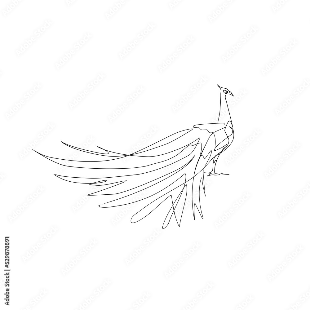 Peacock vector illustration drawn in line art style Stock Vector ...